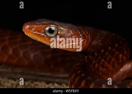 Smooth machete snake (Chironius scurrulus Stock Photo - Alamy