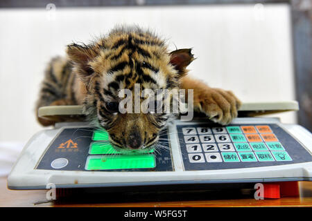 One of the six South China tiger cubs is seen during their public debut ...