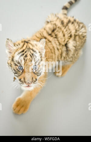 A South China tiger cub is seen at a breeding base in Luoyang Wangcheng ...