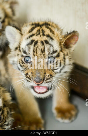 A South China tiger cub is seen at a breeding base in Luoyang Wangcheng ...