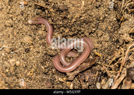 European worm snake or blind snake, Typhlops vermicularis, Bulgaria ...