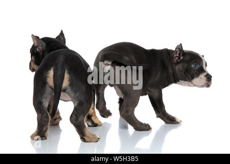 side view of curious american bully with golden collar looking up and ...
