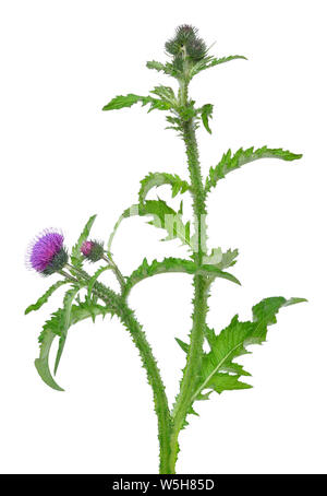 Carduus crispus flower isolated on white background Stock Photo - Alamy