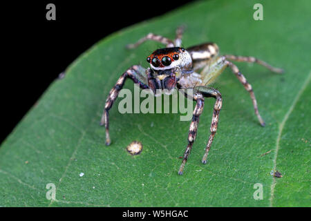 Cytaea sp., the bauble jumping spider, hunting for prey on a leaf in ...