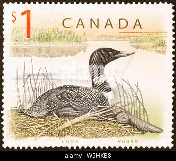 Canadian loon in the wild Stock Photo - Alamy