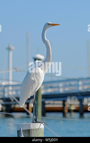 Great white egret, with shiny black legs, bent S-shaped neck, bright ...