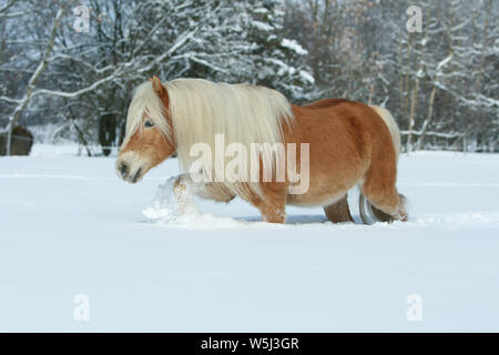 Amazing chestnut haflinger running in the snow Stock Photo - Alamy