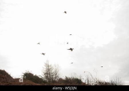 A Large Flush of Pheasants Fly on Towards the Guns During a Drive on a ...