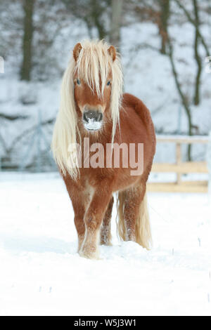Chestnut Shetland Pony Stock Photo - Alamy