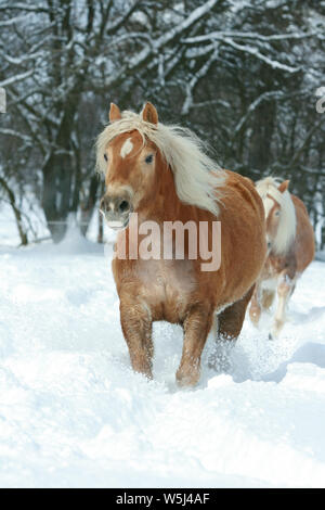 Beautiful haflinger with long blond mane running in the snow Stock ...