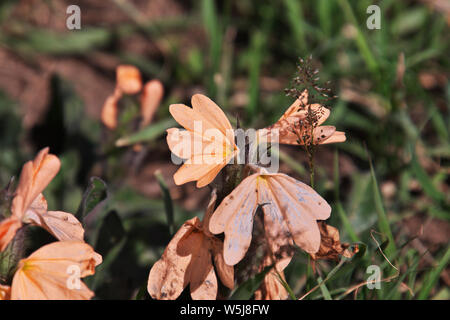 Flowers on safari in Kenia and Tanzania, Africa Stock Photo - Alamy