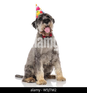 curious seated schnauzer pants and looks to side on white background ...