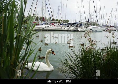 Balaton Hungary lake summer 2019 Stock Photo - Alamy