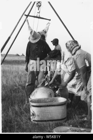 Butchering a buffalo; Scope and content: Skinning, hanging the carcass ...