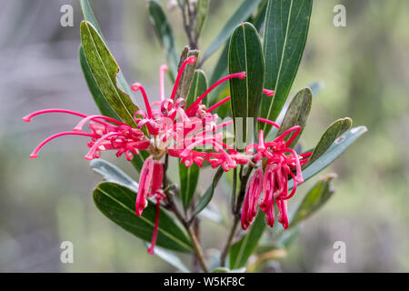 Australian native Grevillea oleoides, Red Spider Flower (Family ...