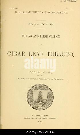 Curing and fermentation of cigar leaf tobacco BHL42160554 Stock Photo ...