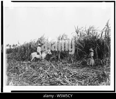 CUTTING CUBAN SUGAR CANE Stock Photo - Alamy