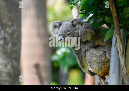 Koalas are pictured at the Guangzhou Chimelong Safari Park in Guangzhou ...