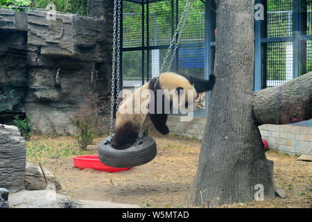 A giant panda is locked in a tire-made swing at Beijing zoo in Beijing ...