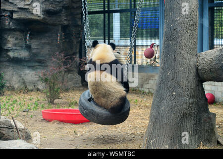 A giant panda is locked in a tire-made swing at Beijing zoo in Beijing ...