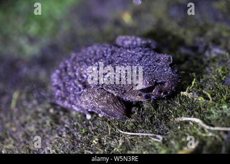 An amphibian of leptobrachium ailaonicum, variously known as the Ailao ...