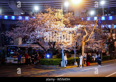 Buses are parked as cherry trees are in full blossoms at a bus stop ...