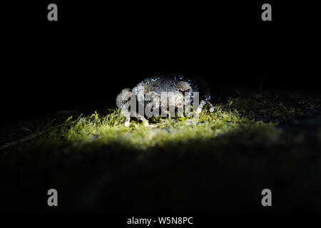 An amphibian of leptobrachium ailaonicum, variously known as the Ailao ...