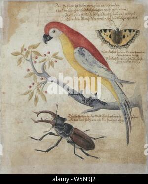 Daniel Pfisterer Papagei und Hirschkäfer Stock Photo - Alamy