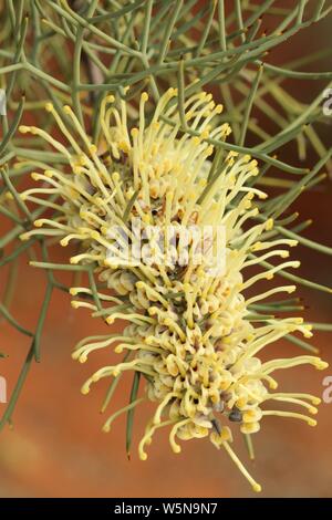 Flowers in the outback after the rain, Northern Territory, Australia ...