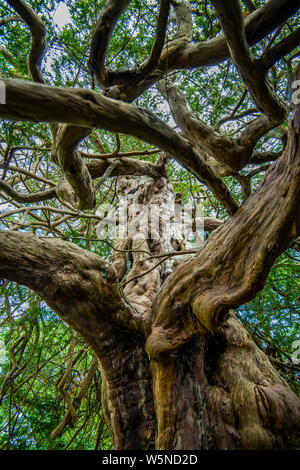 King Yew, ancient yew tree in the Forest of Dean. UK seasons Autumn in ...