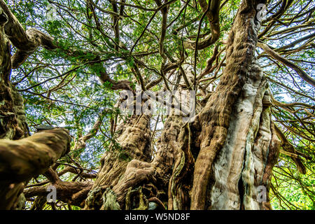 King Yew, ancient yew tree in the Forest of Dean. UK seasons Autumn in ...