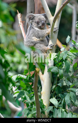 A koala is pictured at the Guangzhou Chimelong Safari Park in Guangzhou ...