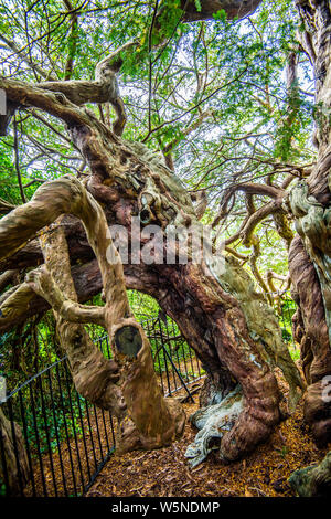 Ancient yew tree in the graveyard of St Silin Church Llansilin Powys ...