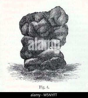 Darwin, Earthworm, Fig. 3 Stock Photo - Alamy