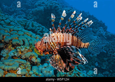 Lionfish in coral reef Stock Photo - Alamy