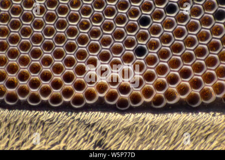 Extreme magnification - Horse fly compound eye under the microscope ...
