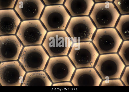Extreme magnification - Horse fly compound eye under the microscope ...