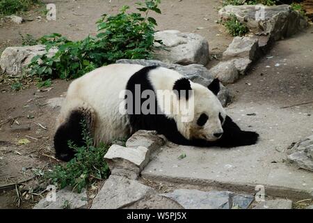 A giant panda lies on its stomach to rest at the Beijing zoo in Beijing ...