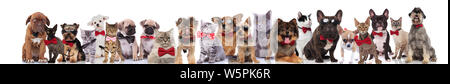 large team of gentleman cats with bowties standing, sitting and lying ...