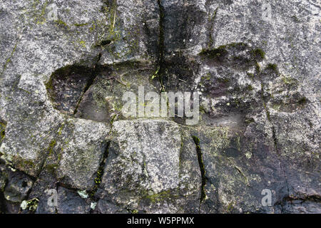 The giant fossilized human footprint is seen in a rock in Congjiang ...