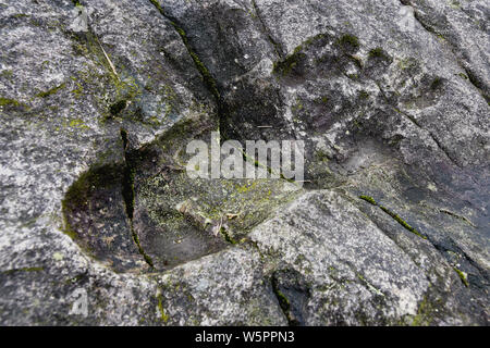The giant fossilized human footprint is seen in a rock in Congjiang ...