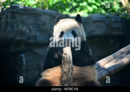 The giant panda "Pang Da Hai" rests on a wooden stant at the Beijing ...