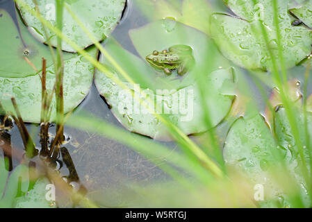 Frosch im Teich Stock Photo - Alamy