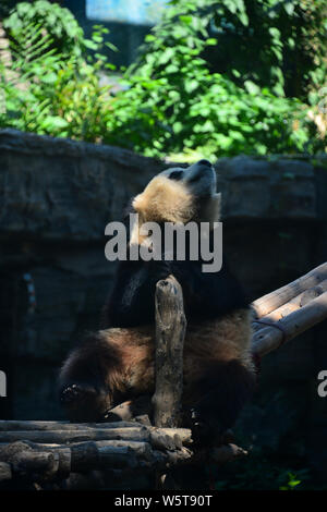 The giant panda "Pang Da Hai" rests on a wooden stant at the Beijing ...
