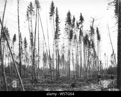 Photograph of Clear Cut of Black Spruce Swamp; Scope and content ...