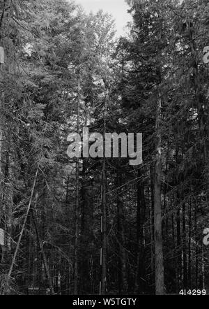 Photograph of Crown of Black Spruce Tree; Scope and content: Original ...