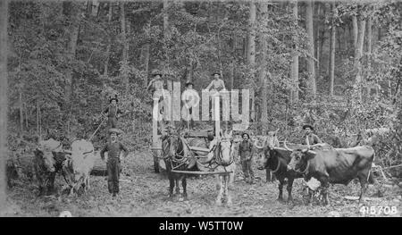 Photograph of Logging Scene; Scope and content: Original caption ...