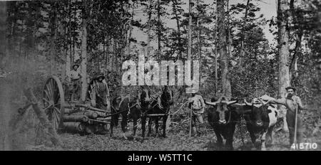 Photograph of Logging Scene; Scope and content: Original caption ...