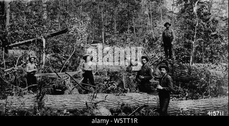Photograph of Logging Scene; Scope and content: Original caption ...