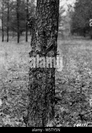 Photograph of Pine Gall Rust on the Trunk of a Dead Jack Pine; Scope ...